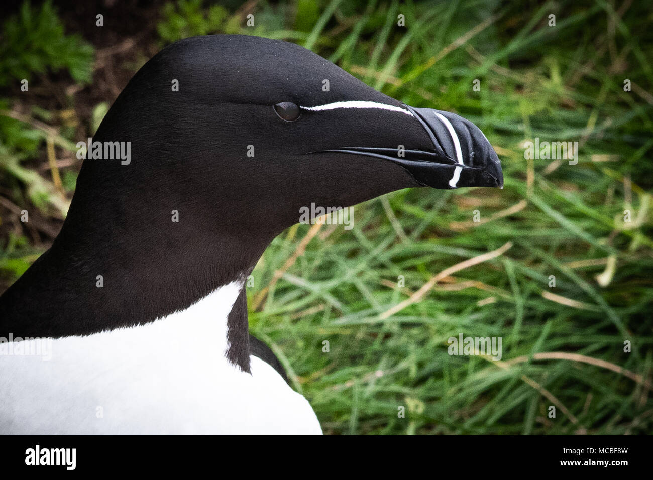 Razorbill nest hi-res stock photography and images - Alamy