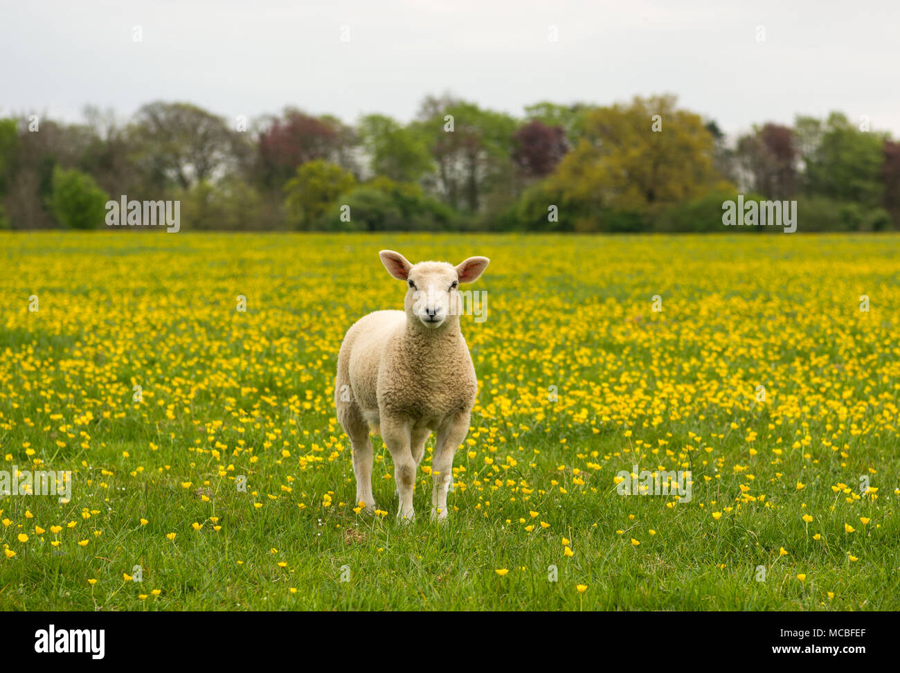English Lamb Butcher High Resolution Stock Photography and Images - Alamy