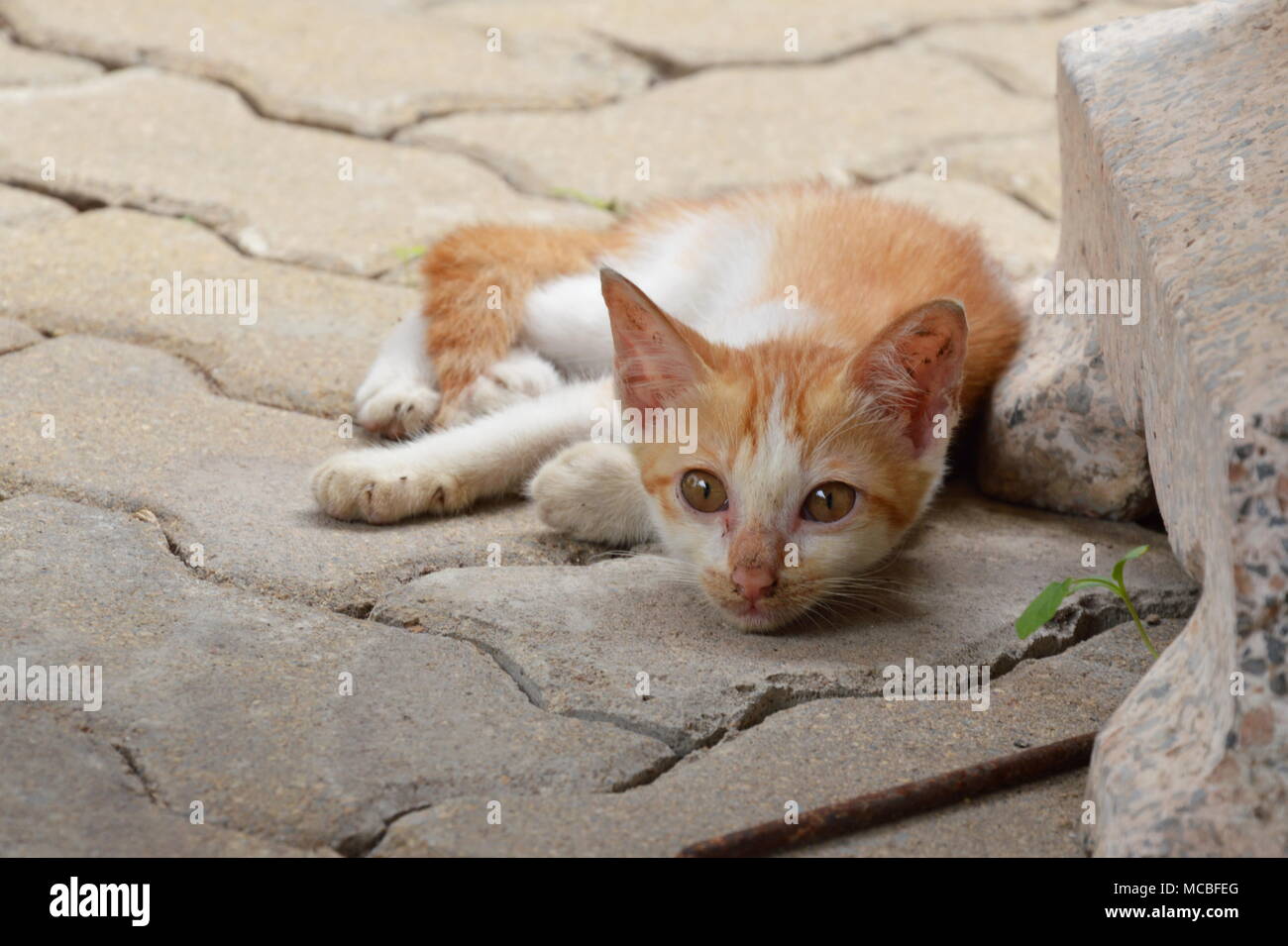 Cat Rolling On The Floor High Resolution Stock Photography and Images ...