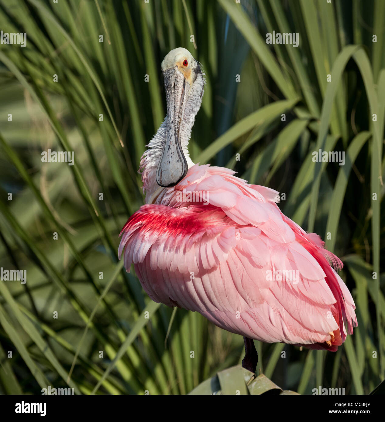 Roseate spoonbill fish hi-res stock photography and images - Alamy