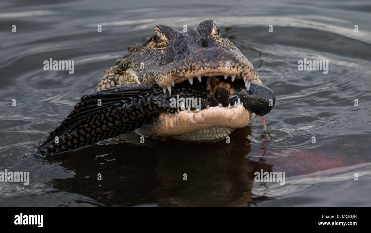 Alligator teeth bird hi-res stock photography and images - Alamy