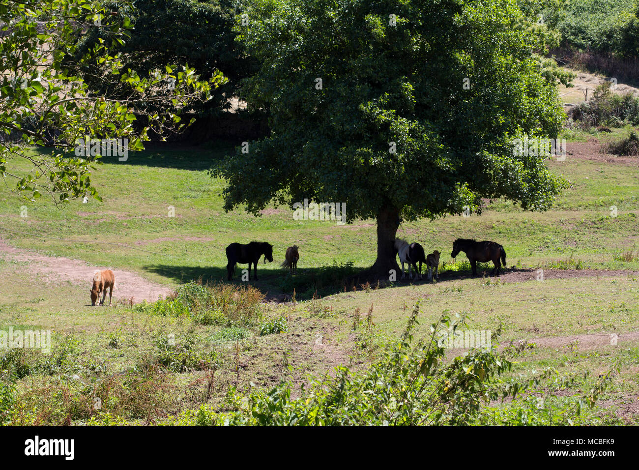 Horses are under a tree Stock Photo - Alamy