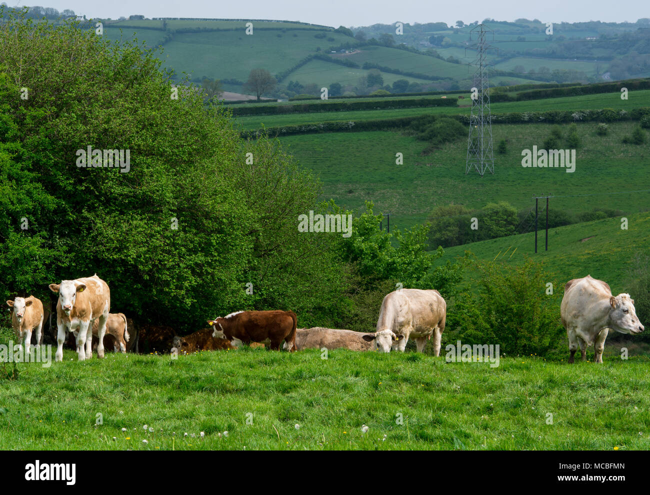 Free range cows hi-res stock photography and images - Alamy