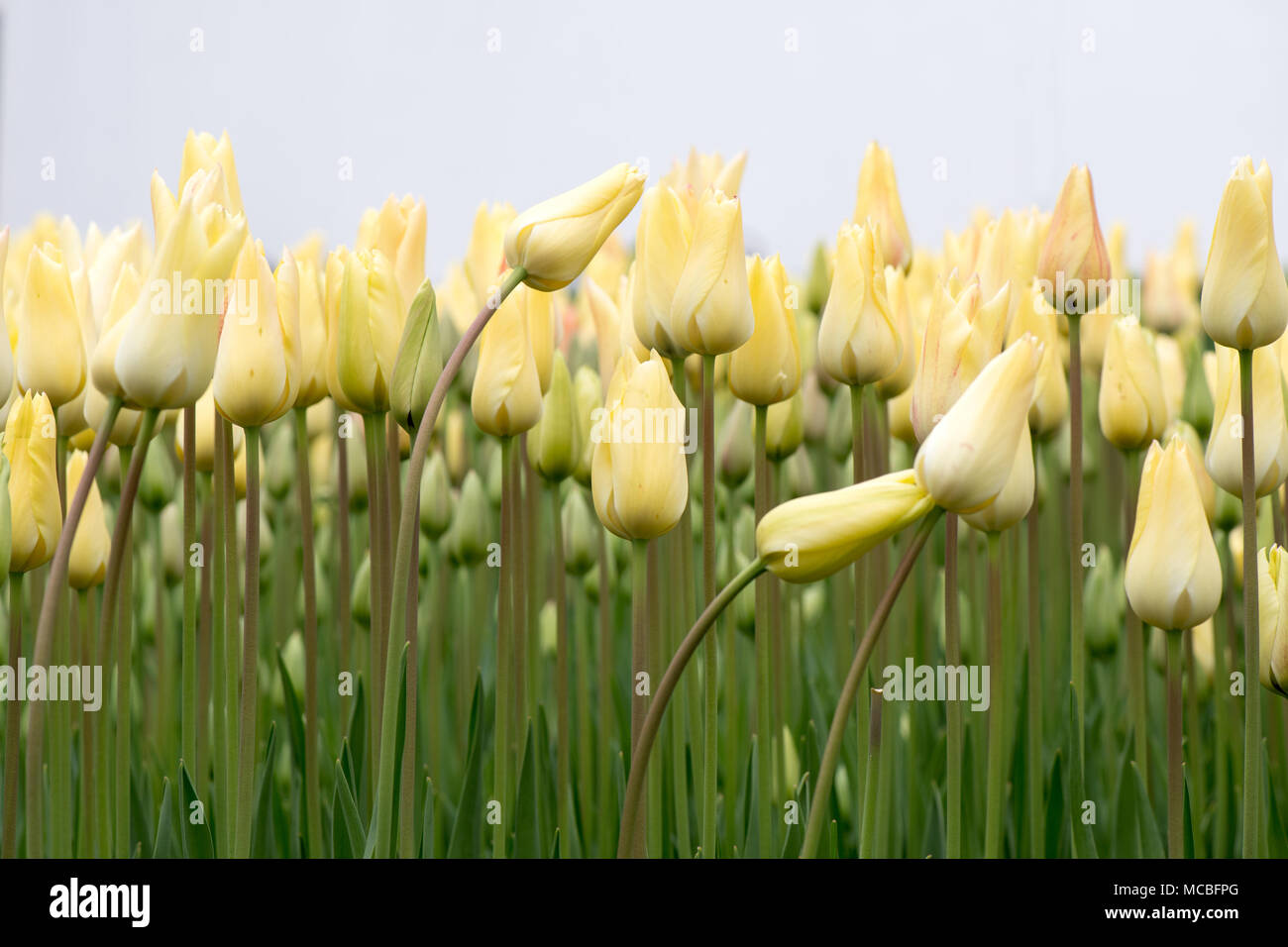 yellow tulip flowers with light background Stock Photo - Alamy