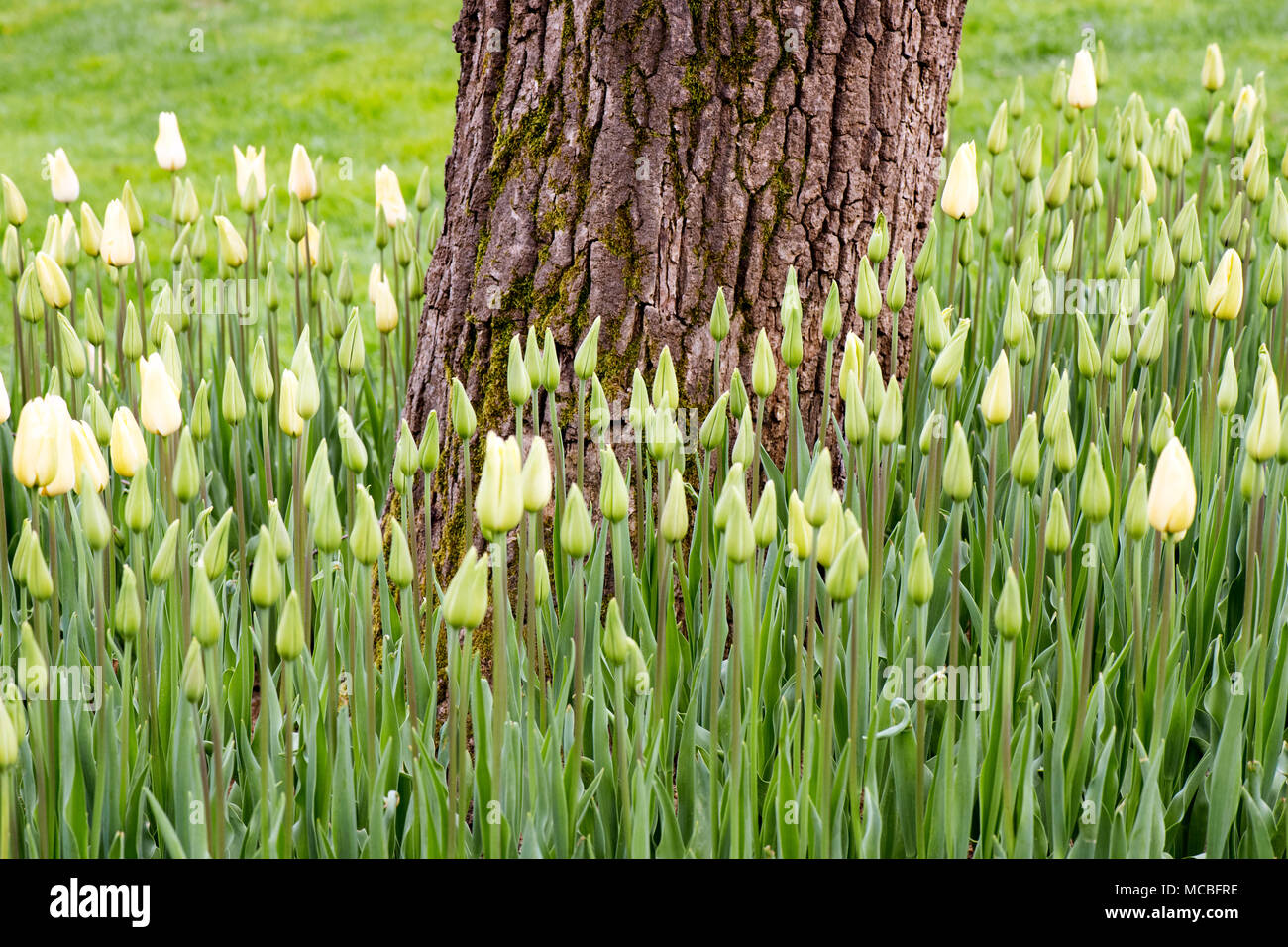 Early tree growth hi-res stock photography and images - Alamy