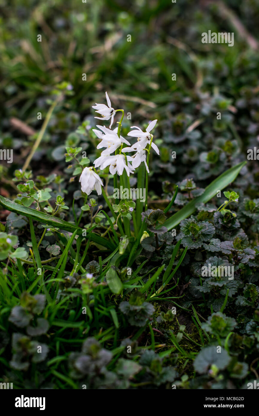 Delicate spring blooms hi-res stock photography and images - Alamy