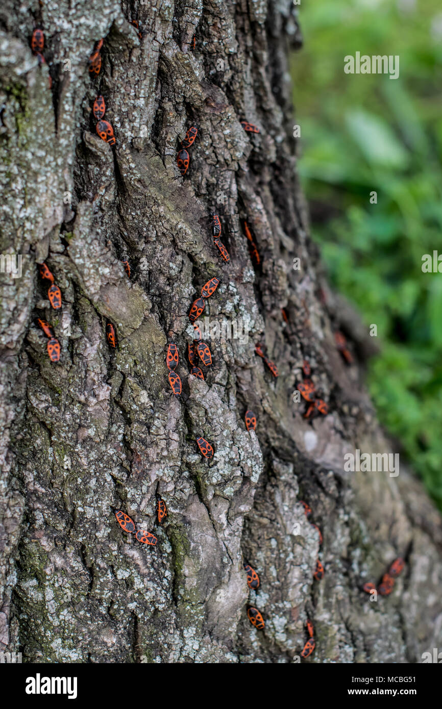 Insect red firebug hi-res stock photography and images - Alamy