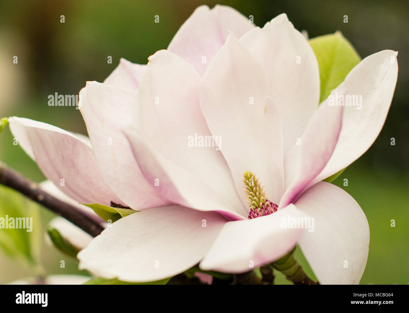 Vibrant magnolia blooms hi-res stock photography and images - Alamy