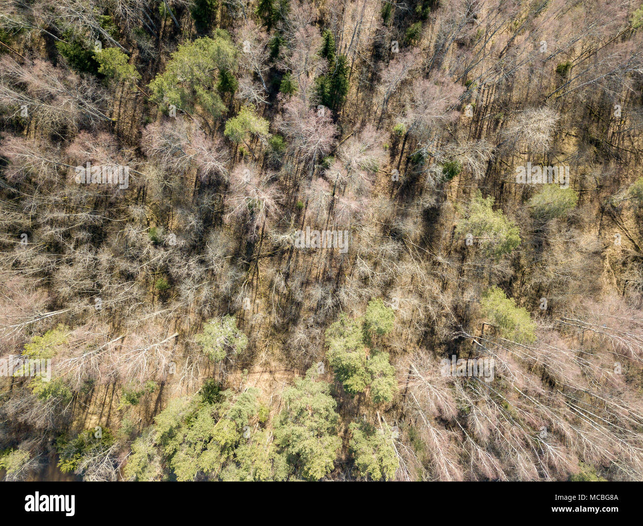 drone image. aerial view of forest from above trees with long shadows ...