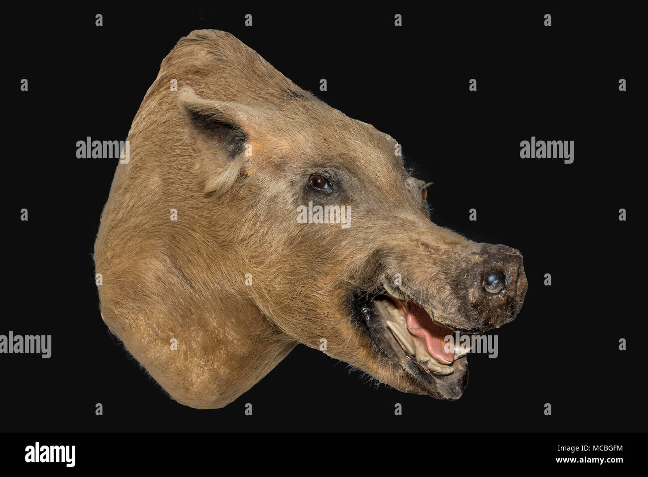 Full Body Mount Russian Boar