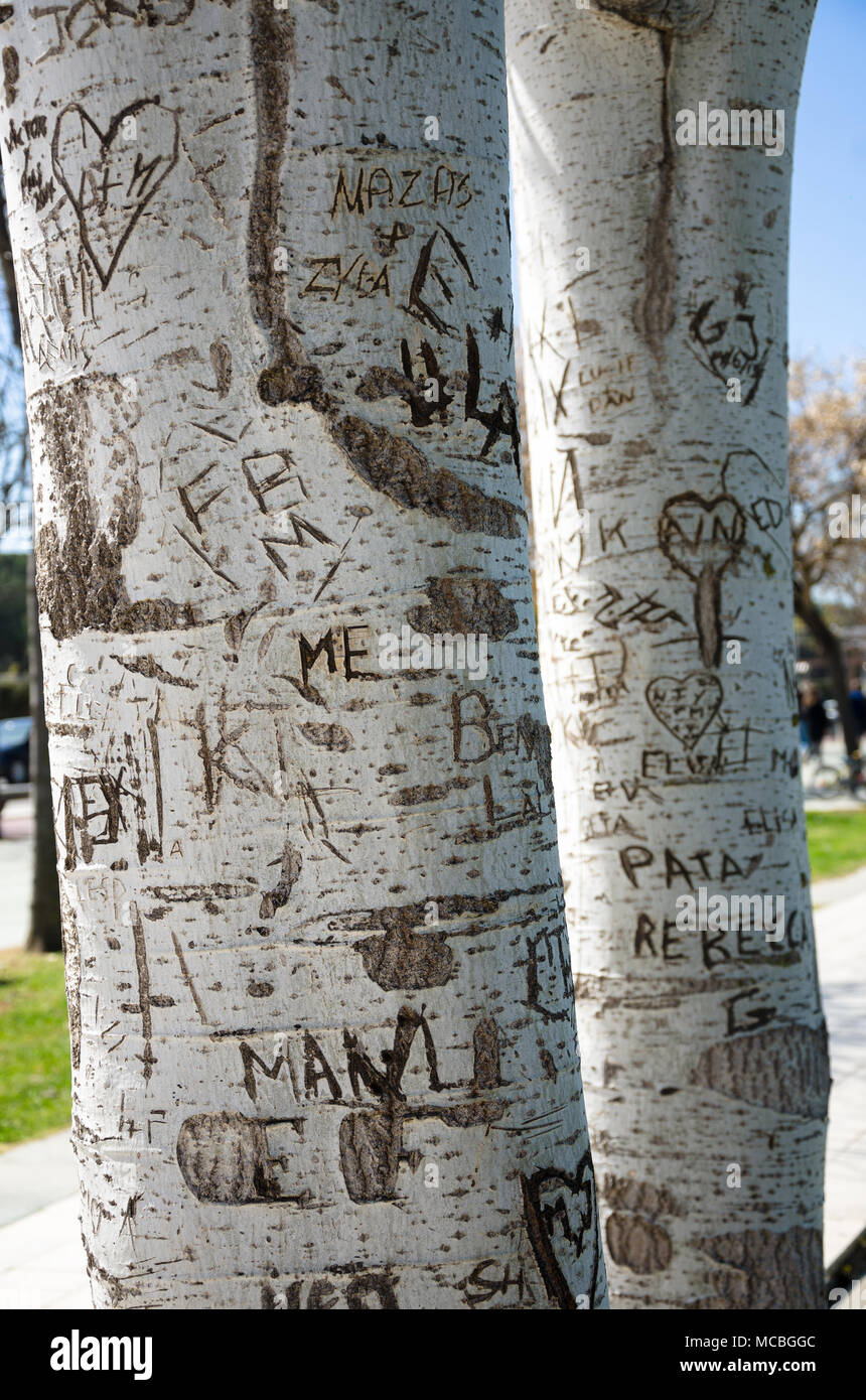 People have carved their names and symbols into the trunks of trees at ...