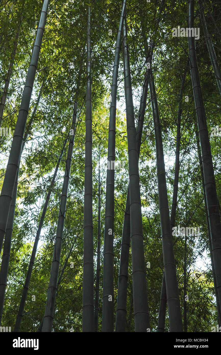 Bamboo Forest Wallpaper Vertical