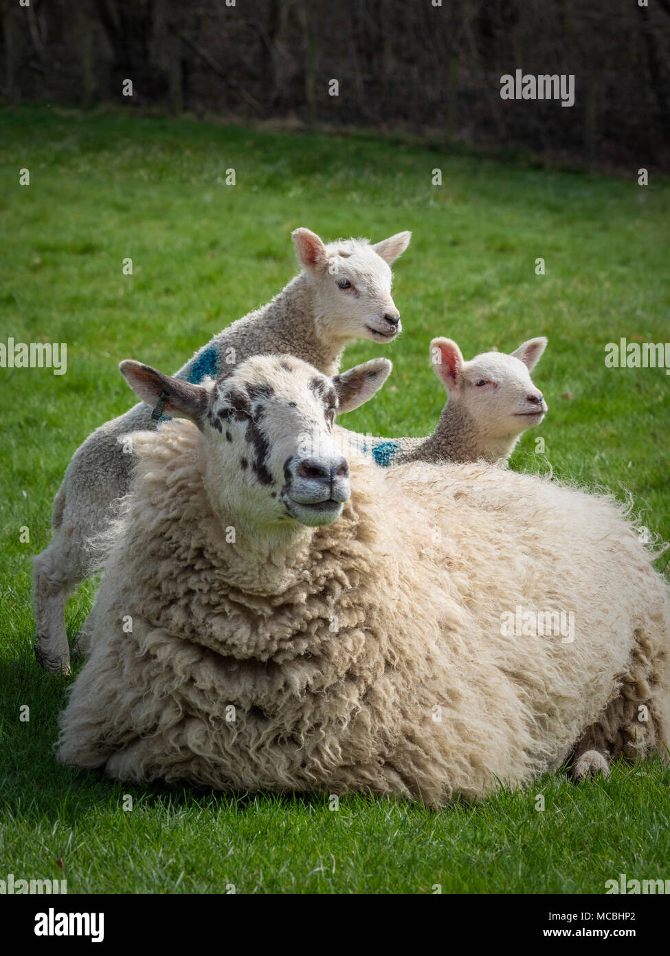 Lambs legs hi-res stock photography and images - Alamy
