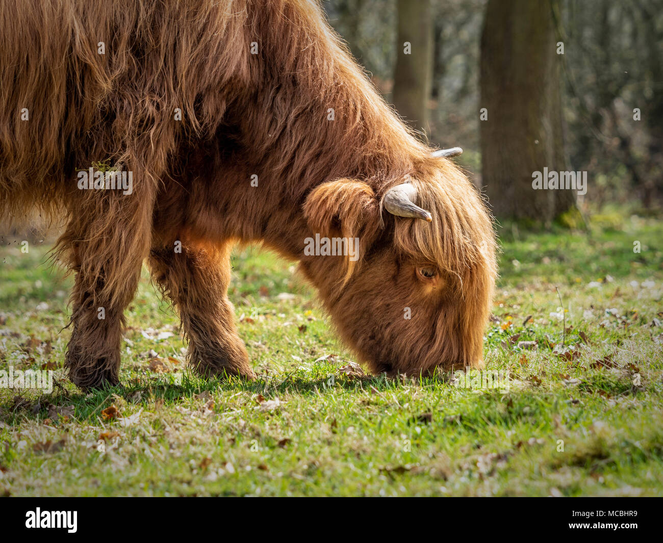 Highland cow in natural environment Stock Photo - Alamy