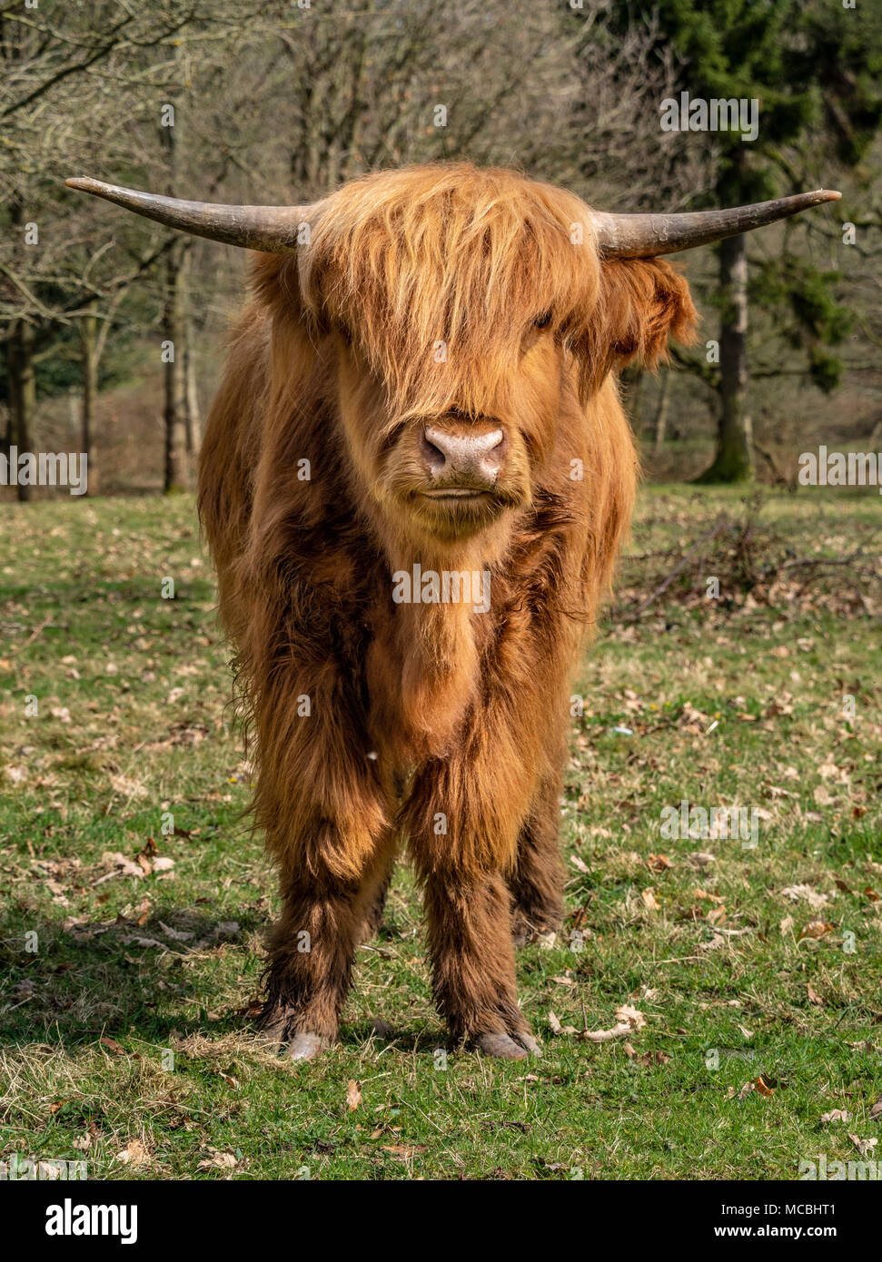 Highland cow in natural environment Stock Photo - Alamy