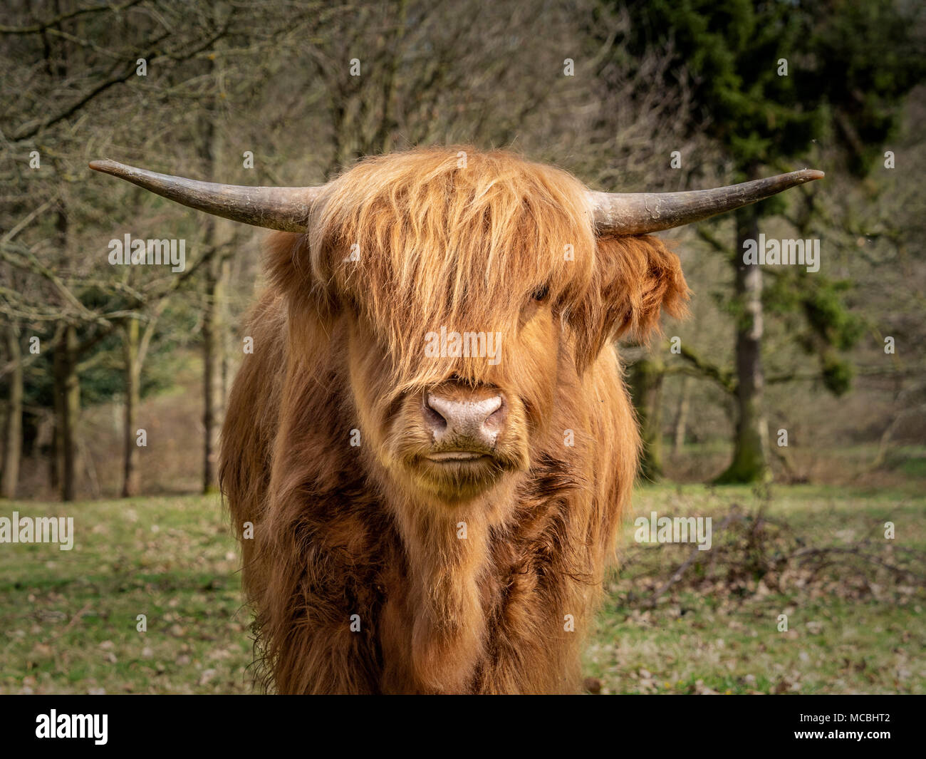 Highland cow standing hi-res stock photography and images - Alamy
