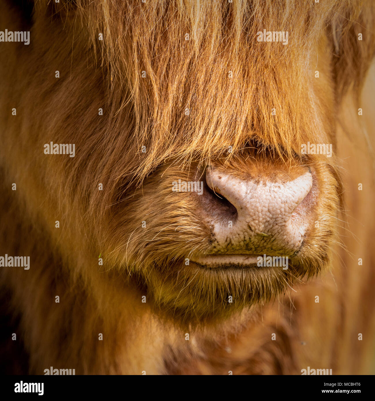 Highland cow face close up hi-res stock photography and images - Alamy