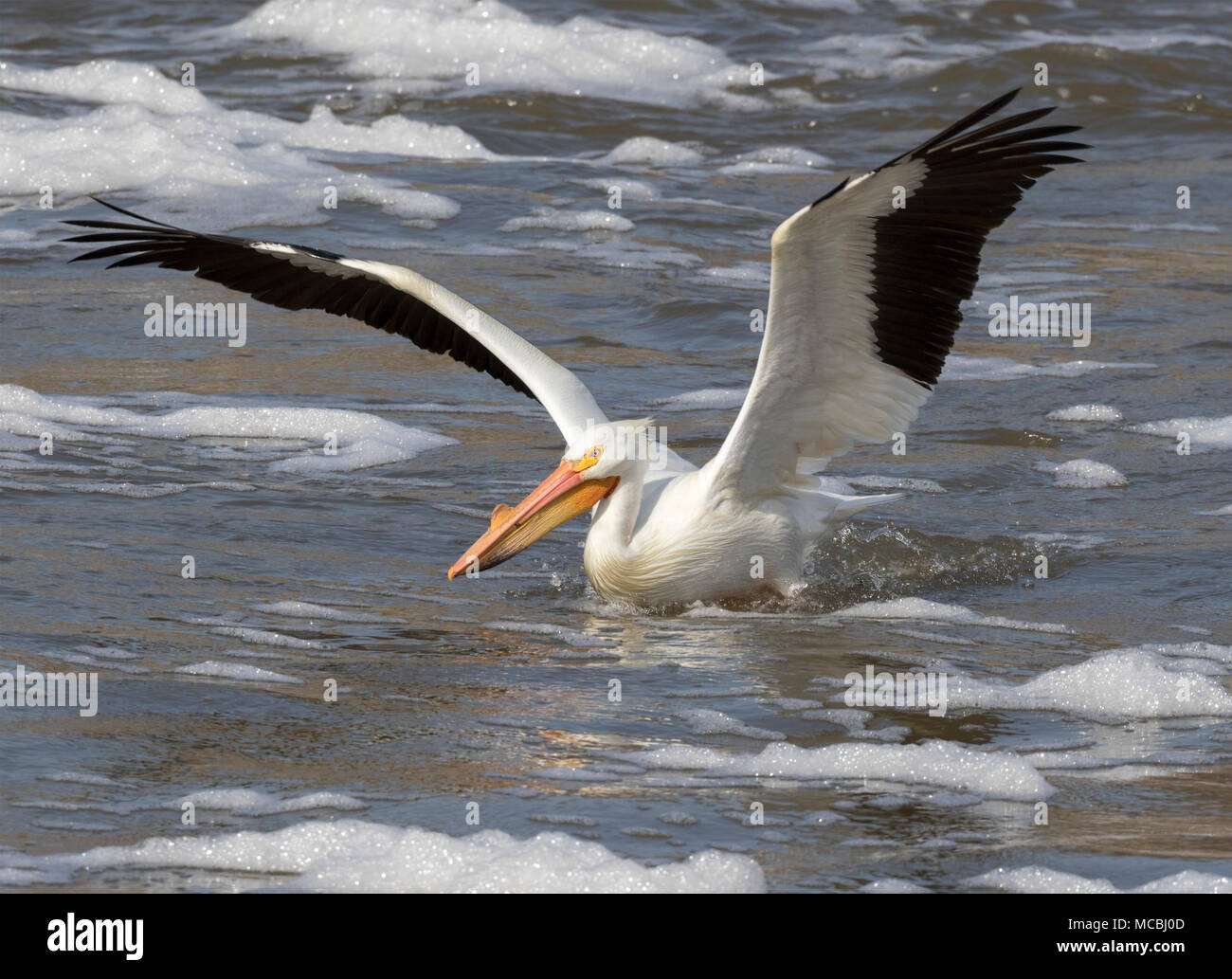 American white pelican (Pelecanus erythrorhynchos) in breeding plumage ...
