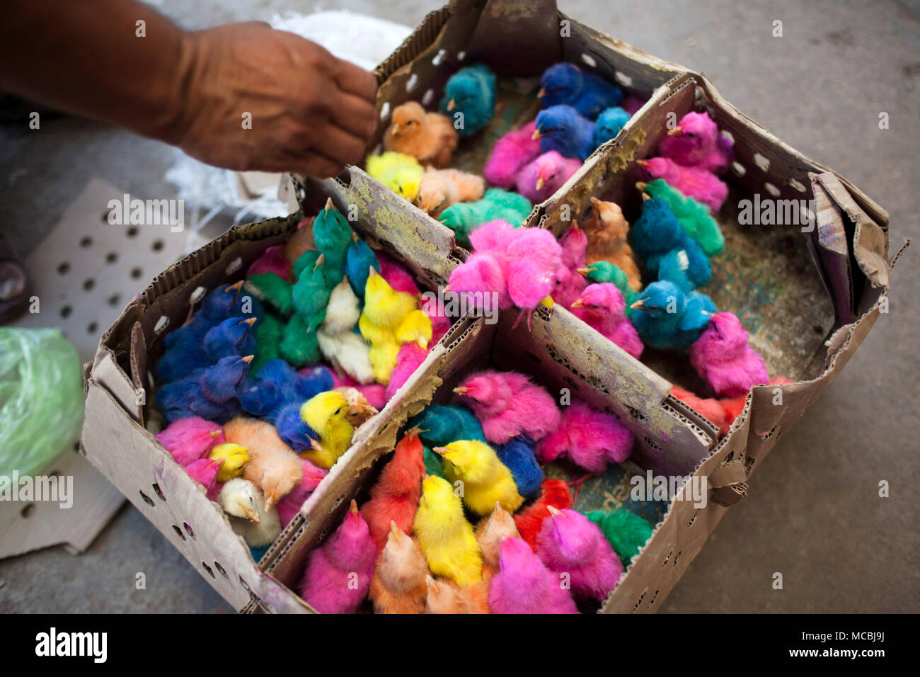 30 days chickens hi-res stock photography and images - Alamy