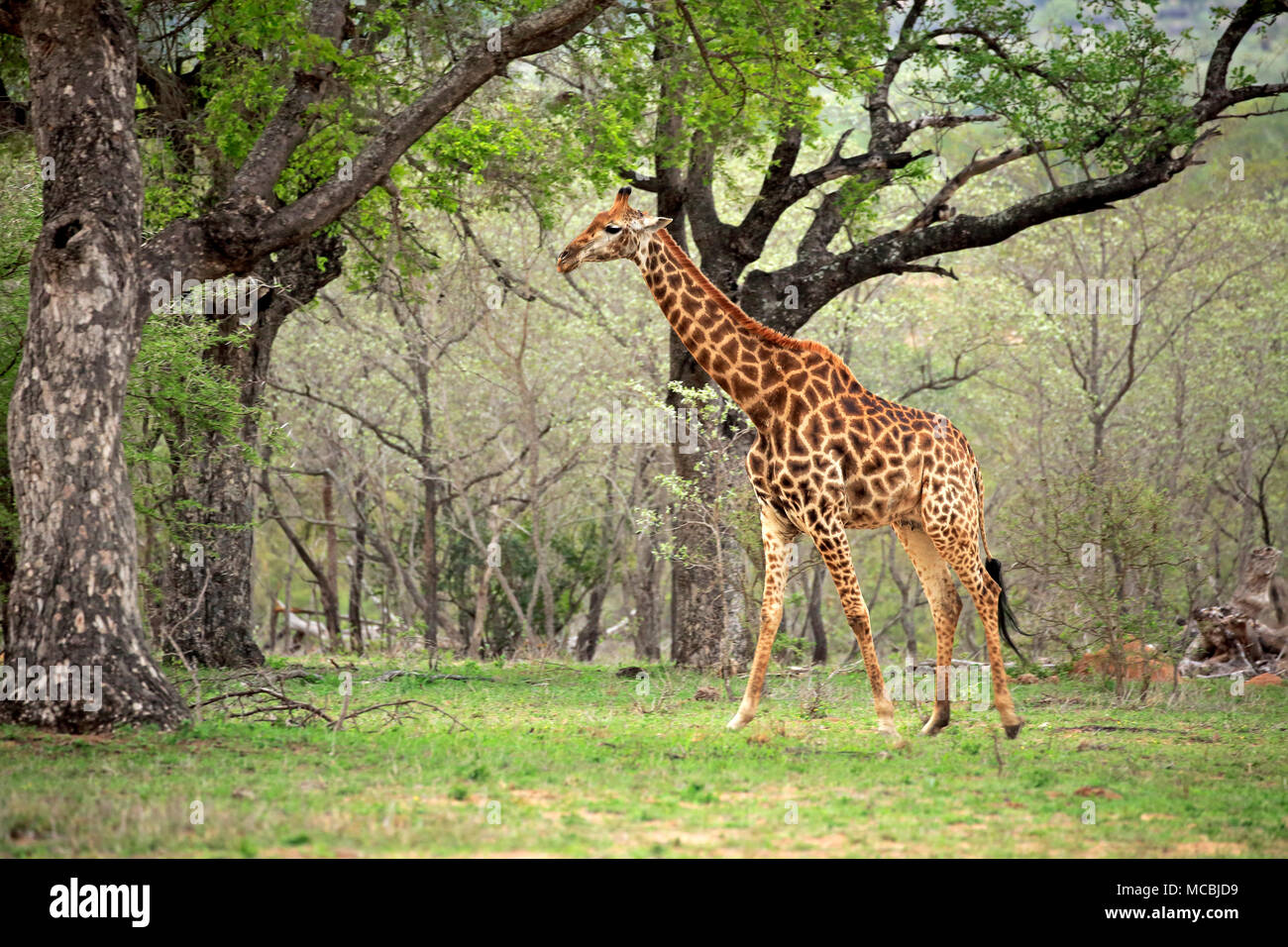 Southern giraffe (Giraffa camelopardalis giraffa), adult, runs between ...