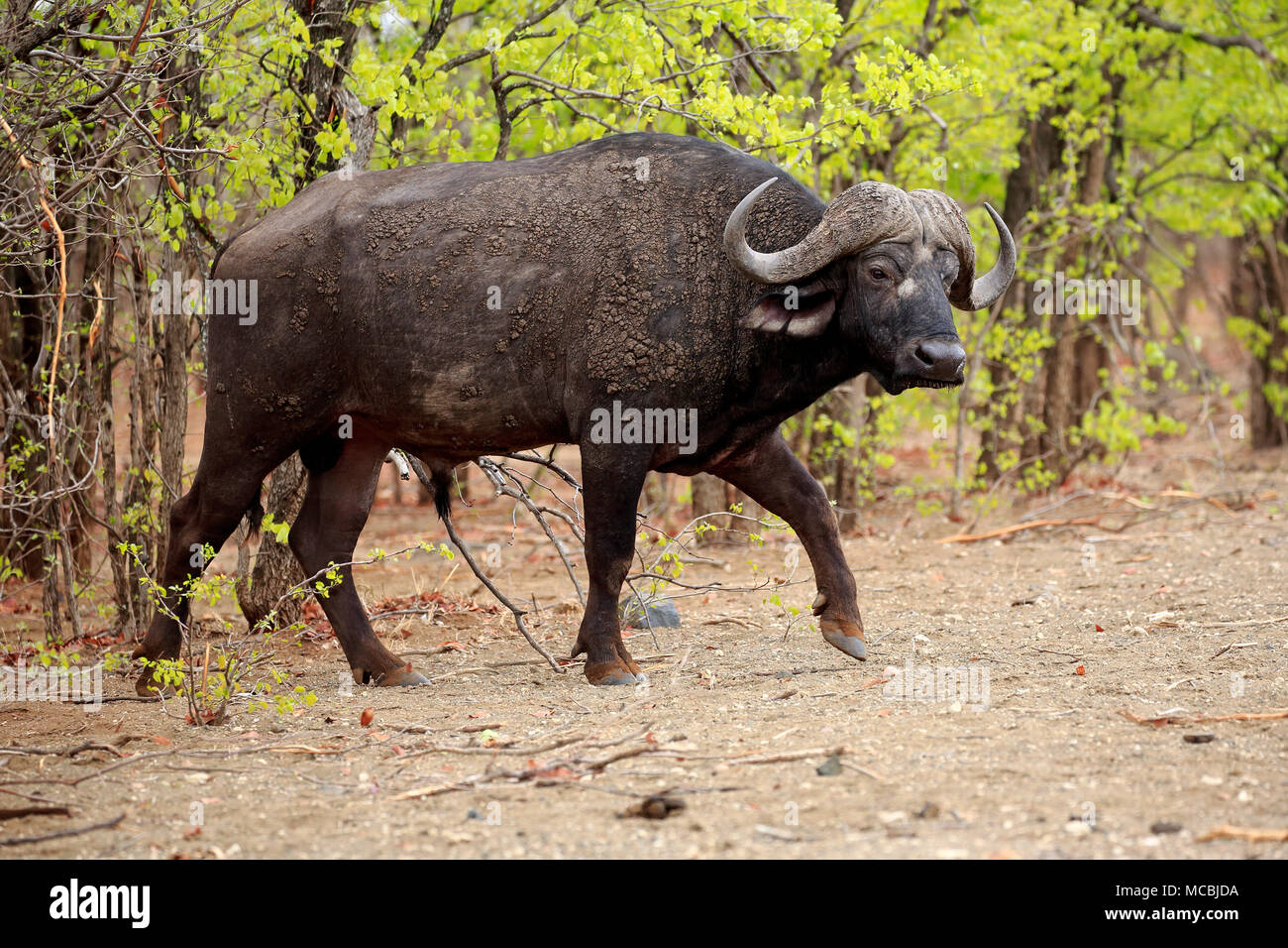 Buffalo africa running hi-res stock photography and images - Alamy