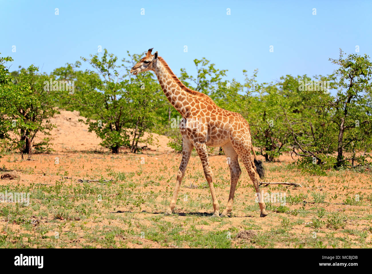 Giraffe In Kruger National Park High Resolution Stock Photography and ...