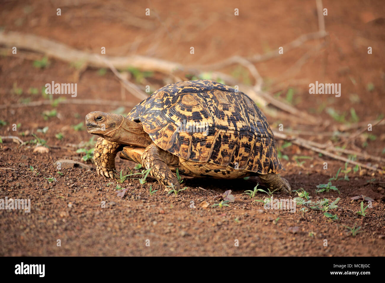 Leopard tortoise (Testudo pardalis), adult, Kruger National Park, South ...