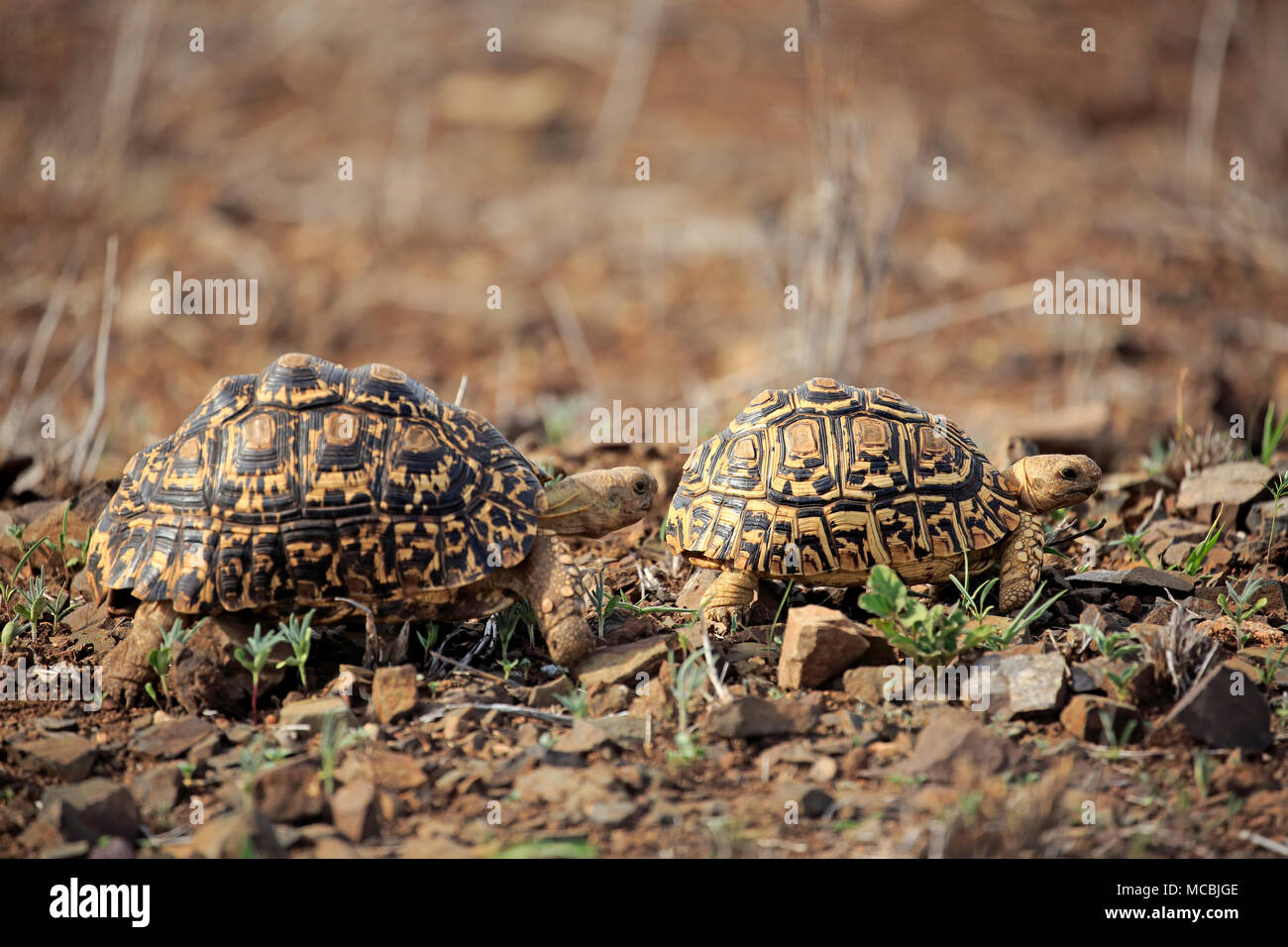 Leopard Tortoise Fully Grown