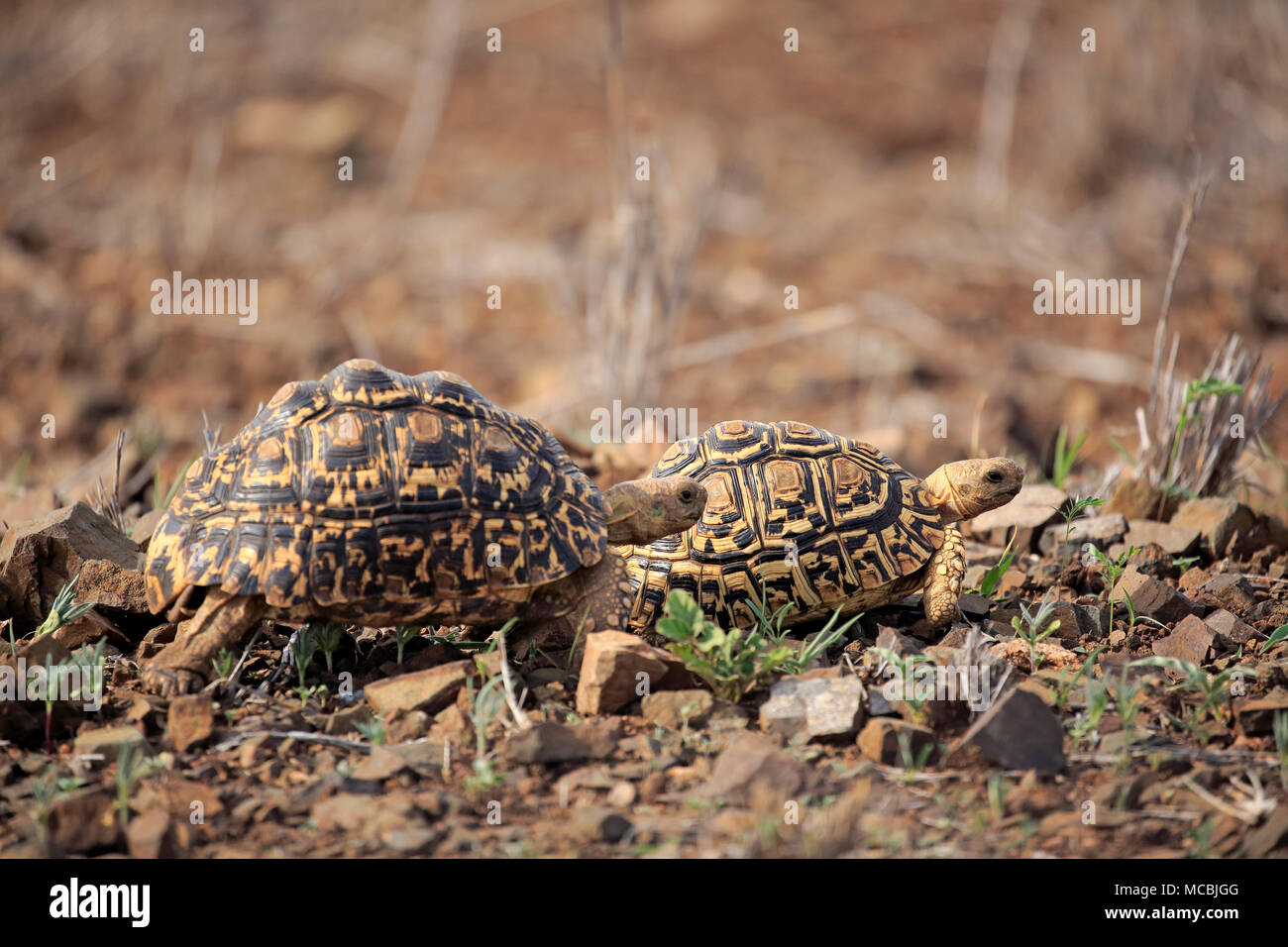 Leopard tortoises (Testudo pardalis), adult, couple, Kruger National ...