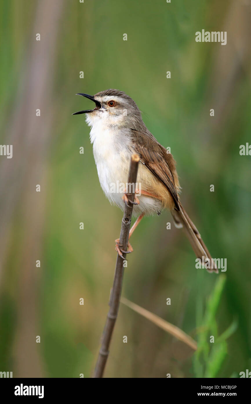 Prinia subflava hi-res stock photography and images - Alamy