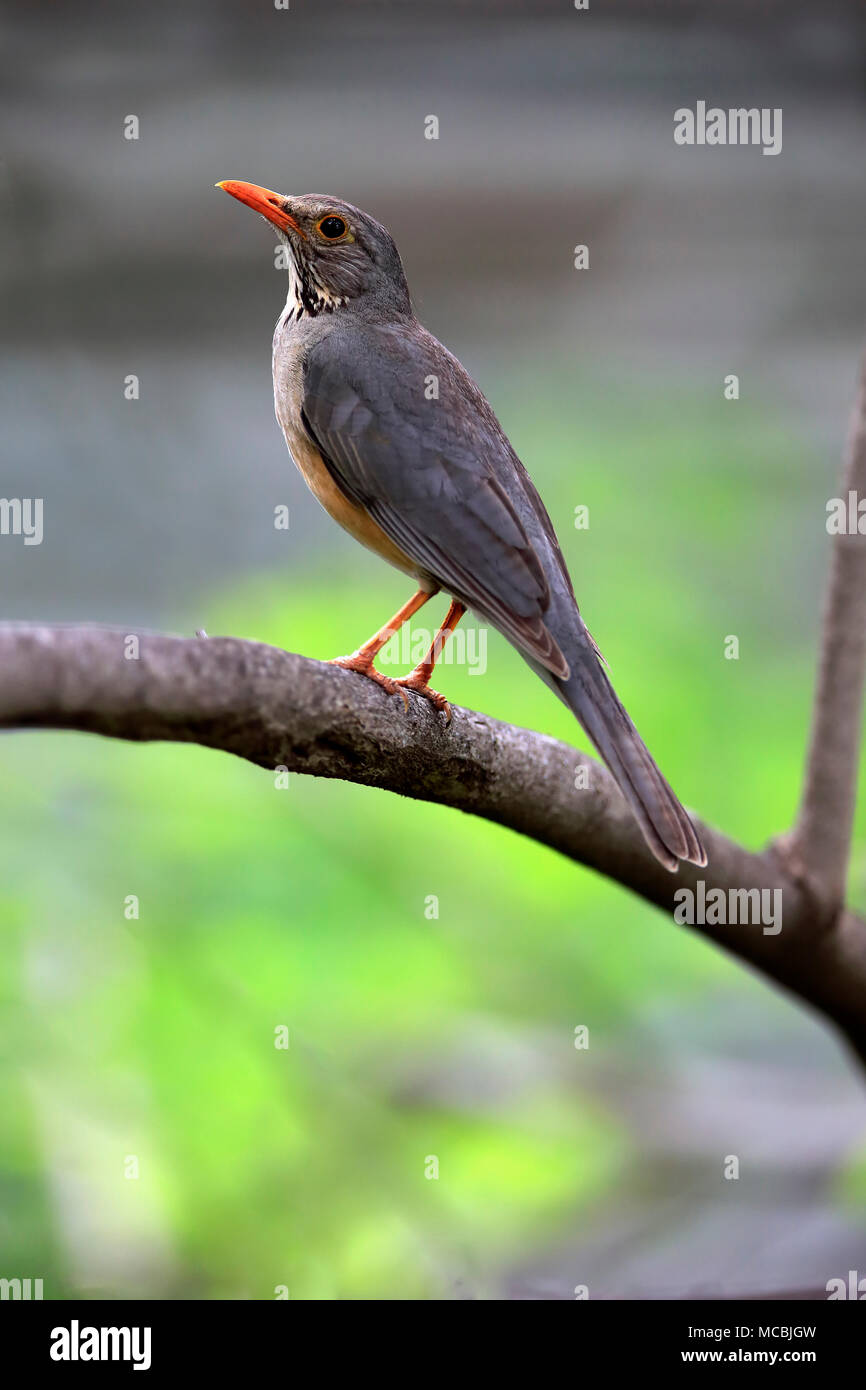 African thrush hi-res stock photography and images - Alamy