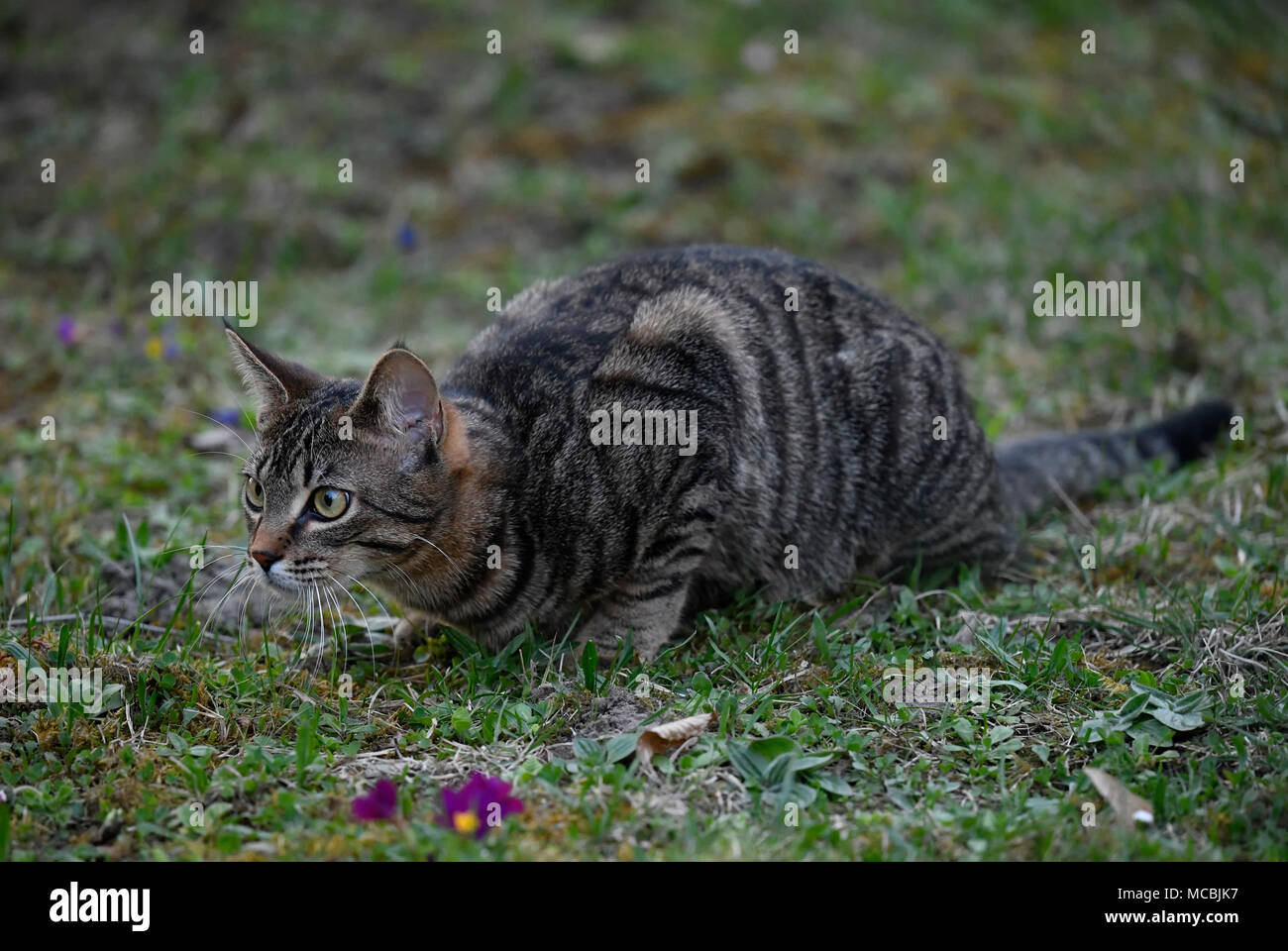 Baby kitten observing hi-res stock photography and images - Alamy