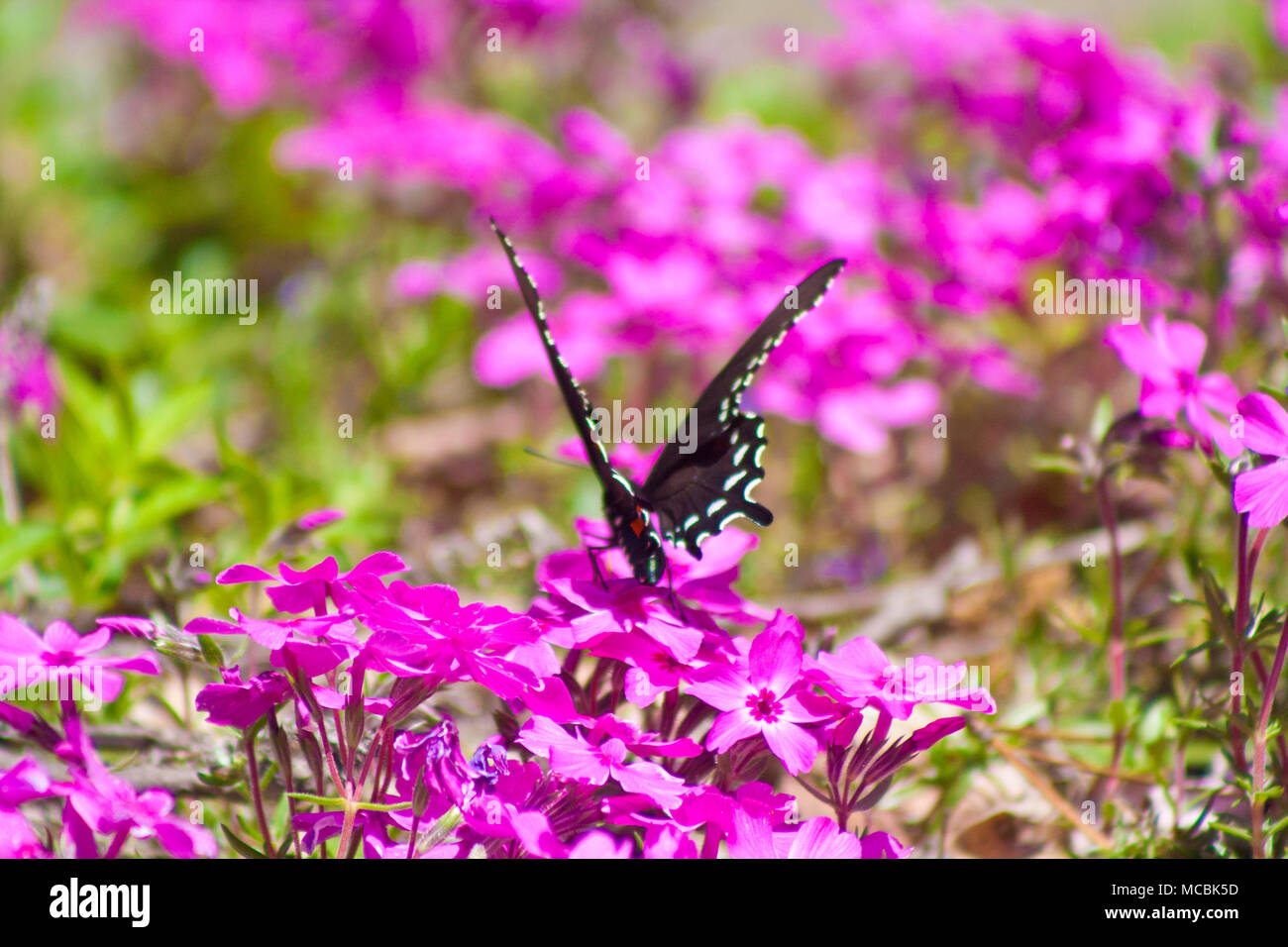 Social butterfly hi-res stock photography and images - Alamy