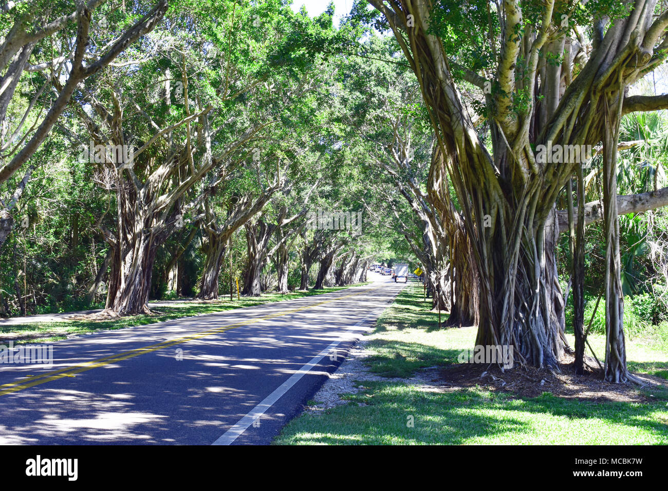 Banyan tree lined road approach to Jupiter Island, Florida, USA Stock ...