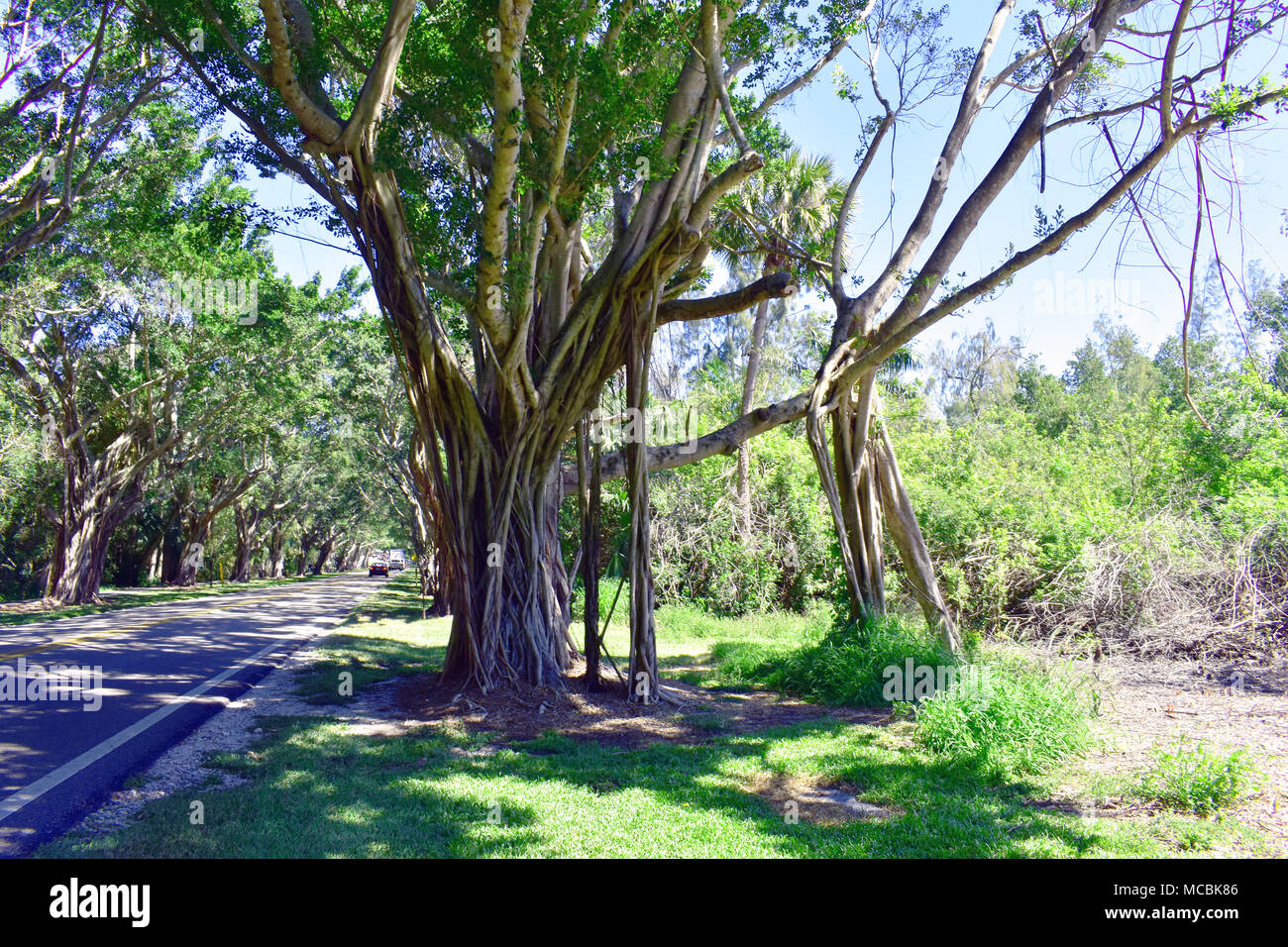 Banyan tree lined road approach to Jupiter Island, Florida, USA Stock ...