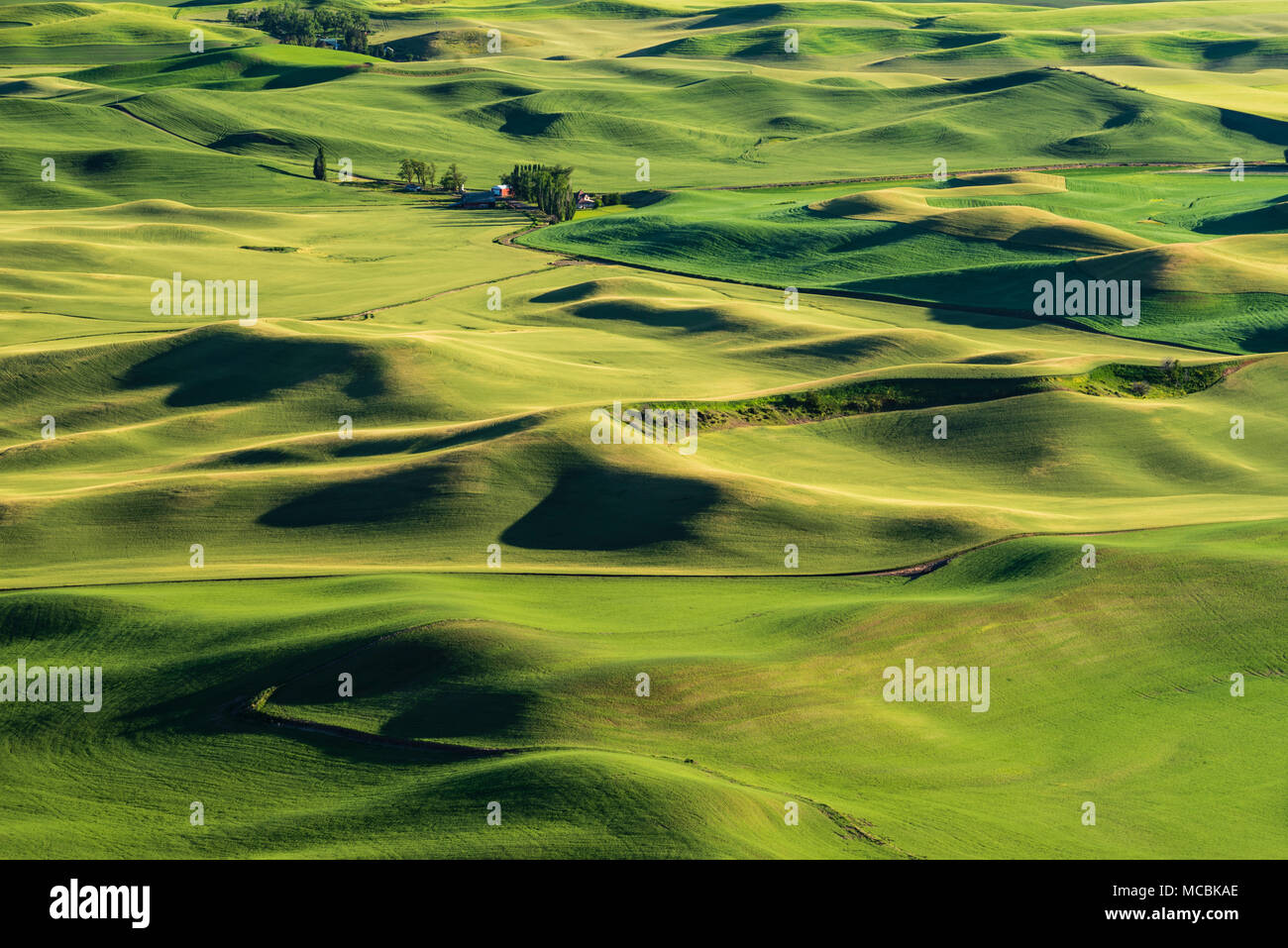 Rolling fields of wheat in the Palouse Region of Eastern Washington ...