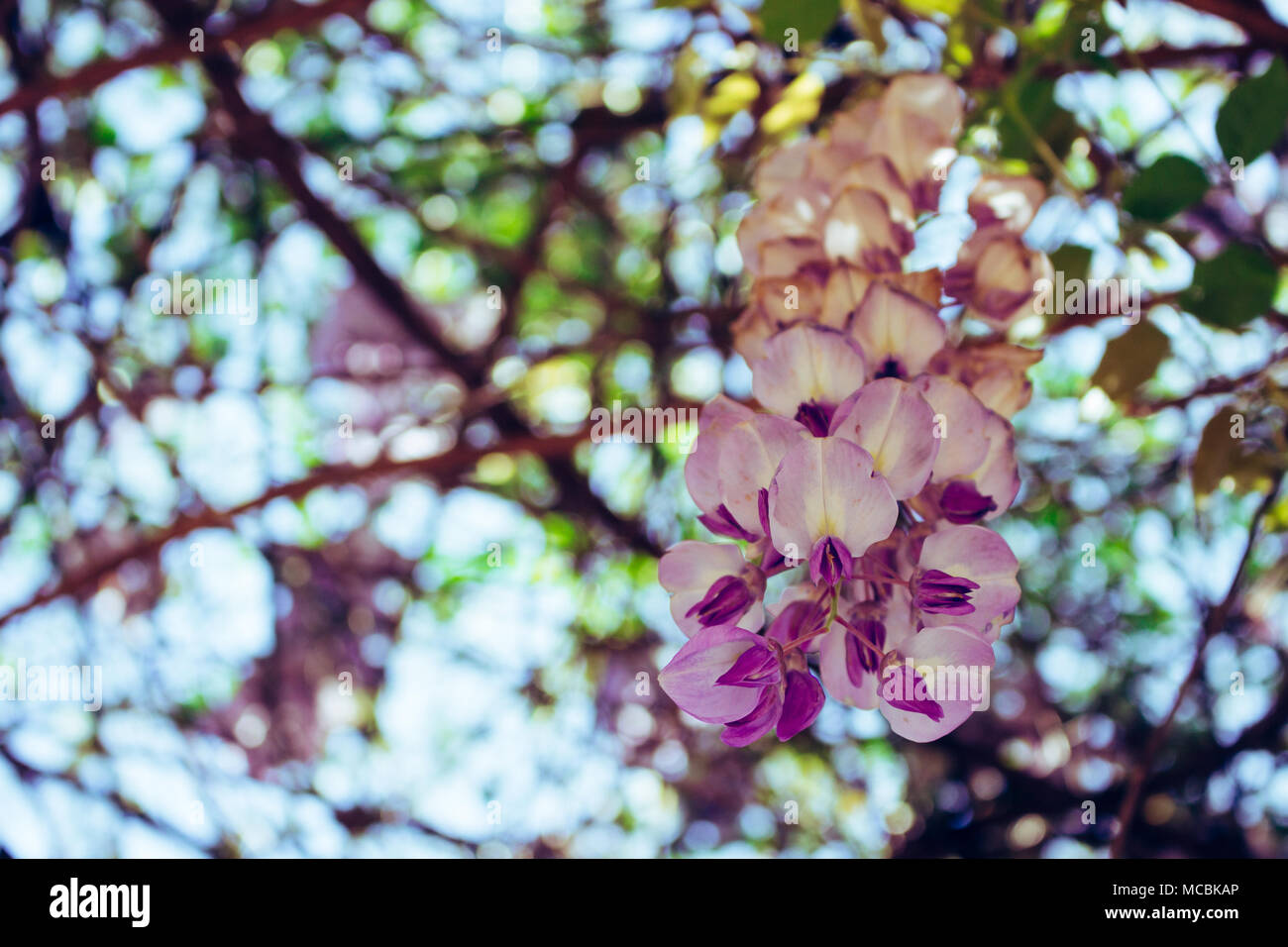 Acacia. Spring blooming flowers of pink acacia Stock Photo - Alamy
