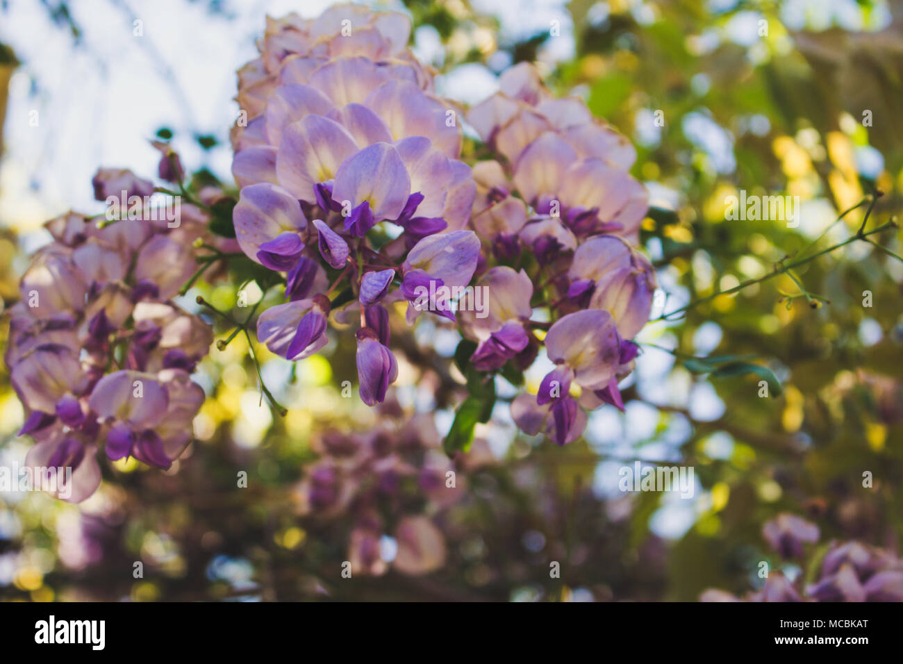 Acacia. Spring blooming flowers of pink acacia Stock Photo - Alamy