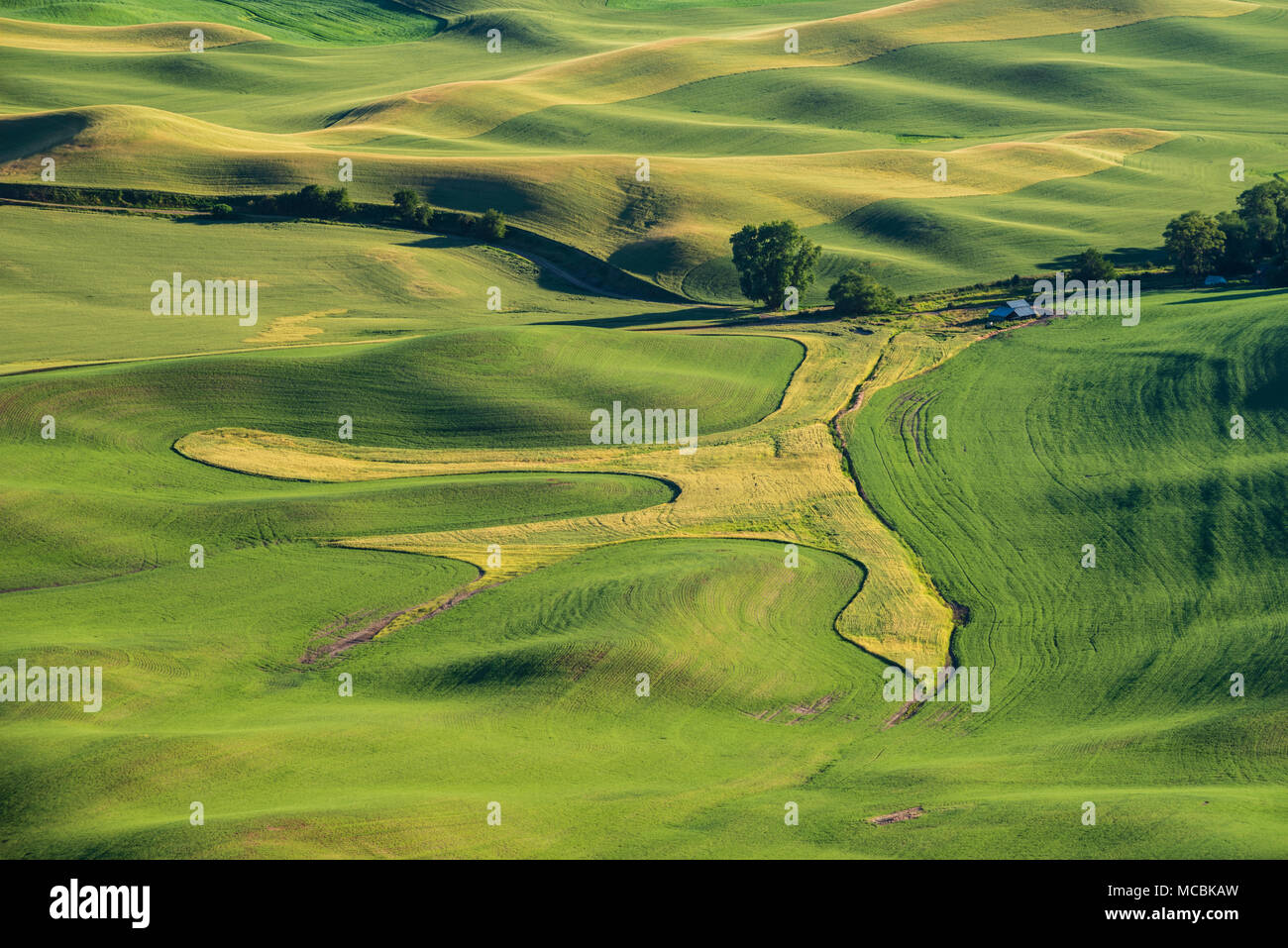 Rolling fields of wheat in the Palouse Region of Eastern Washington ...