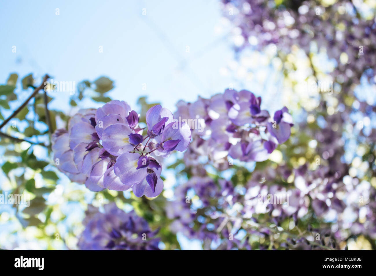 Acacia viscosa hi-res stock photography and images - Alamy