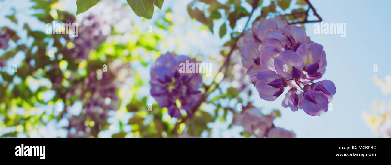 Acacia viscosa hi-res stock photography and images - Alamy