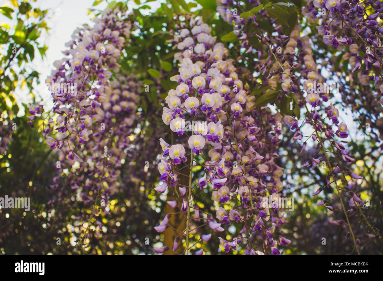 Acacia viscosa hi-res stock photography and images - Alamy