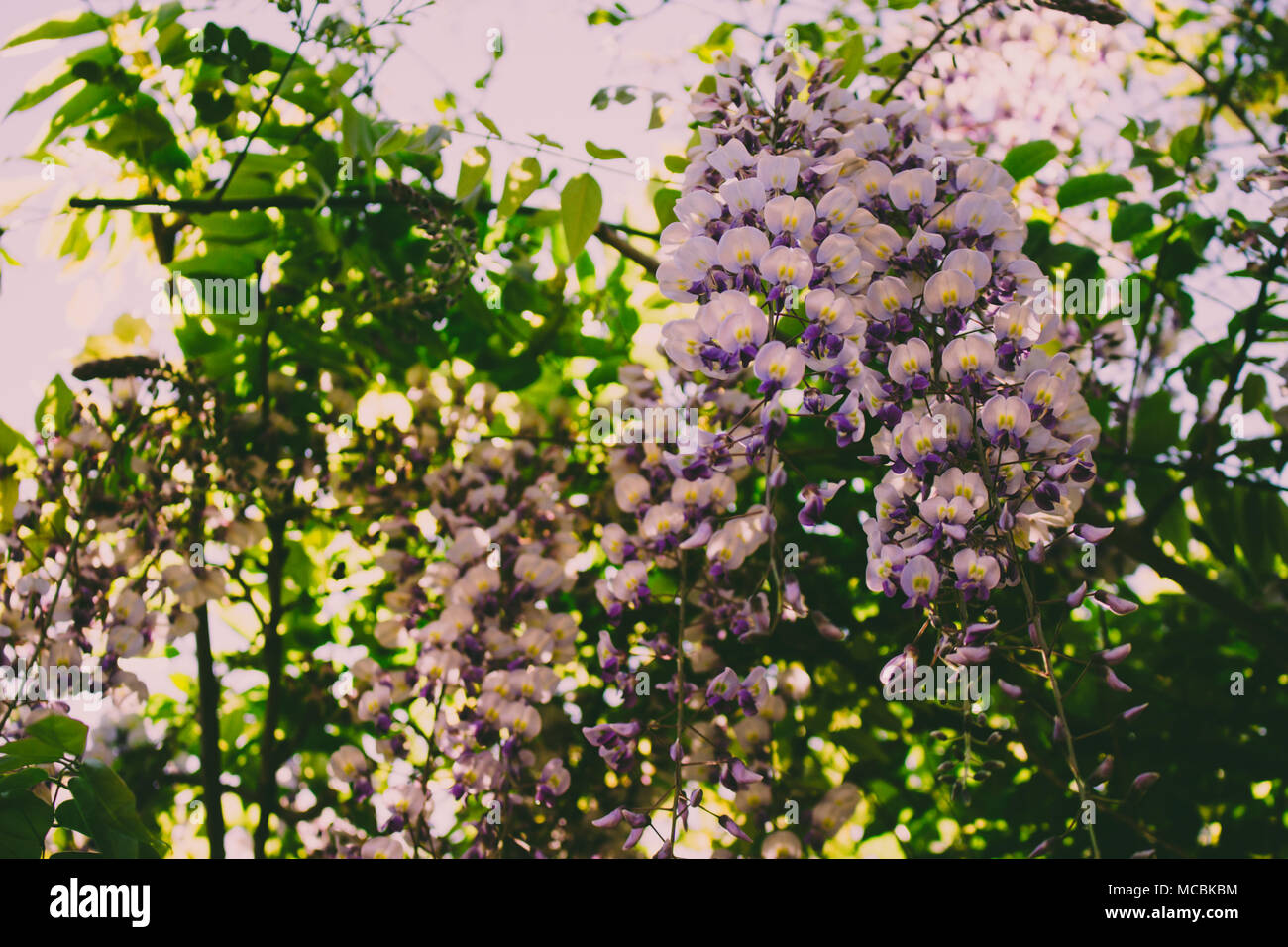 Acacia viscosa hi-res stock photography and images - Alamy