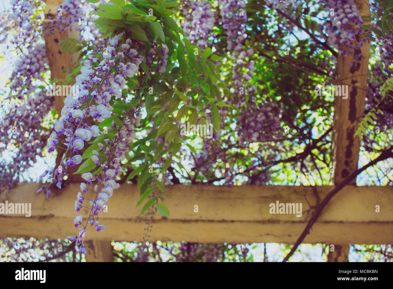 Acacia viscosa hi-res stock photography and images - Alamy