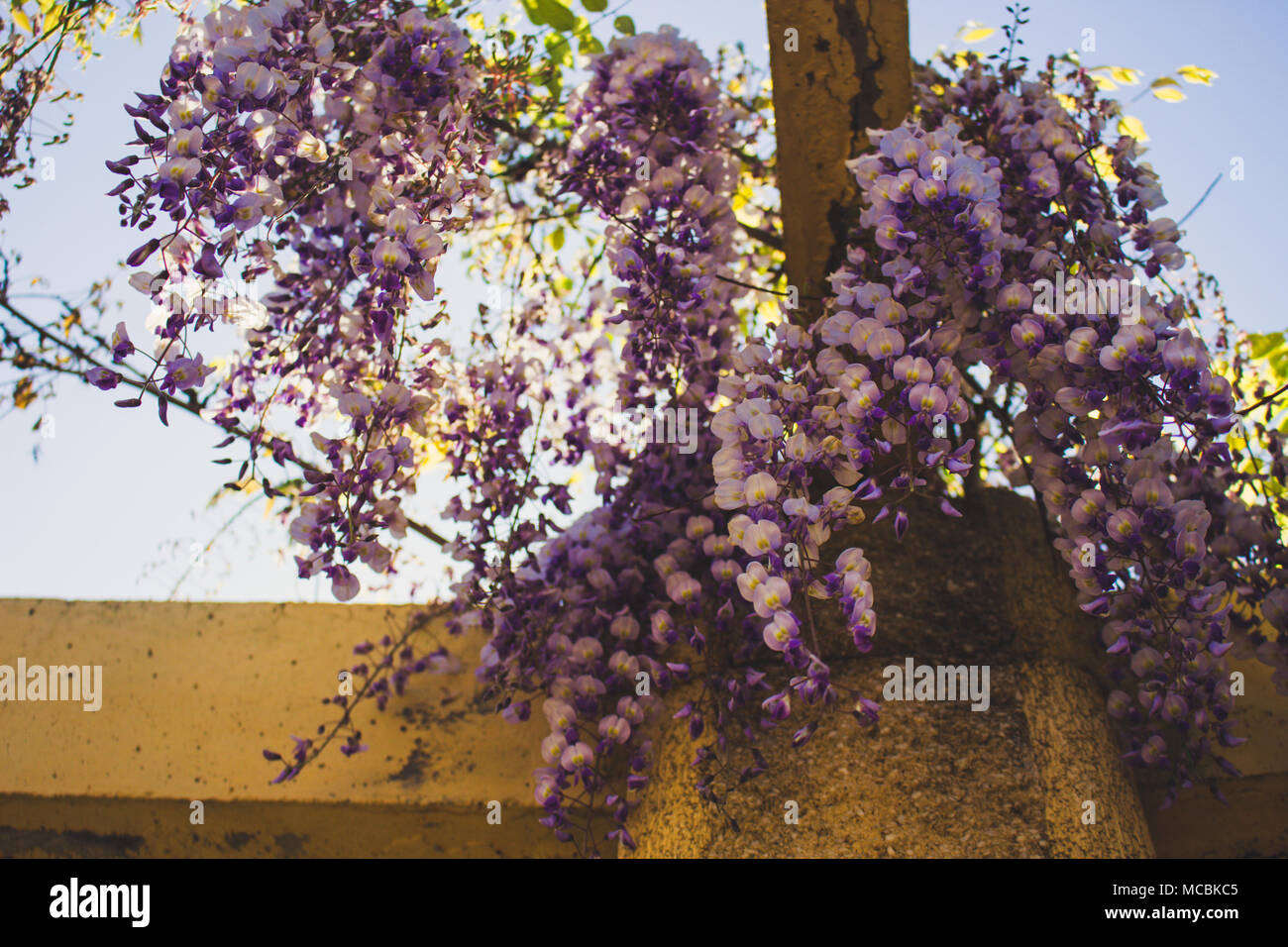 Acacia viscosa hi-res stock photography and images - Alamy