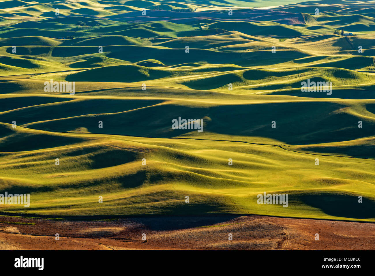 Rolling hills of wheat the palouse hi-res stock photography and images ...