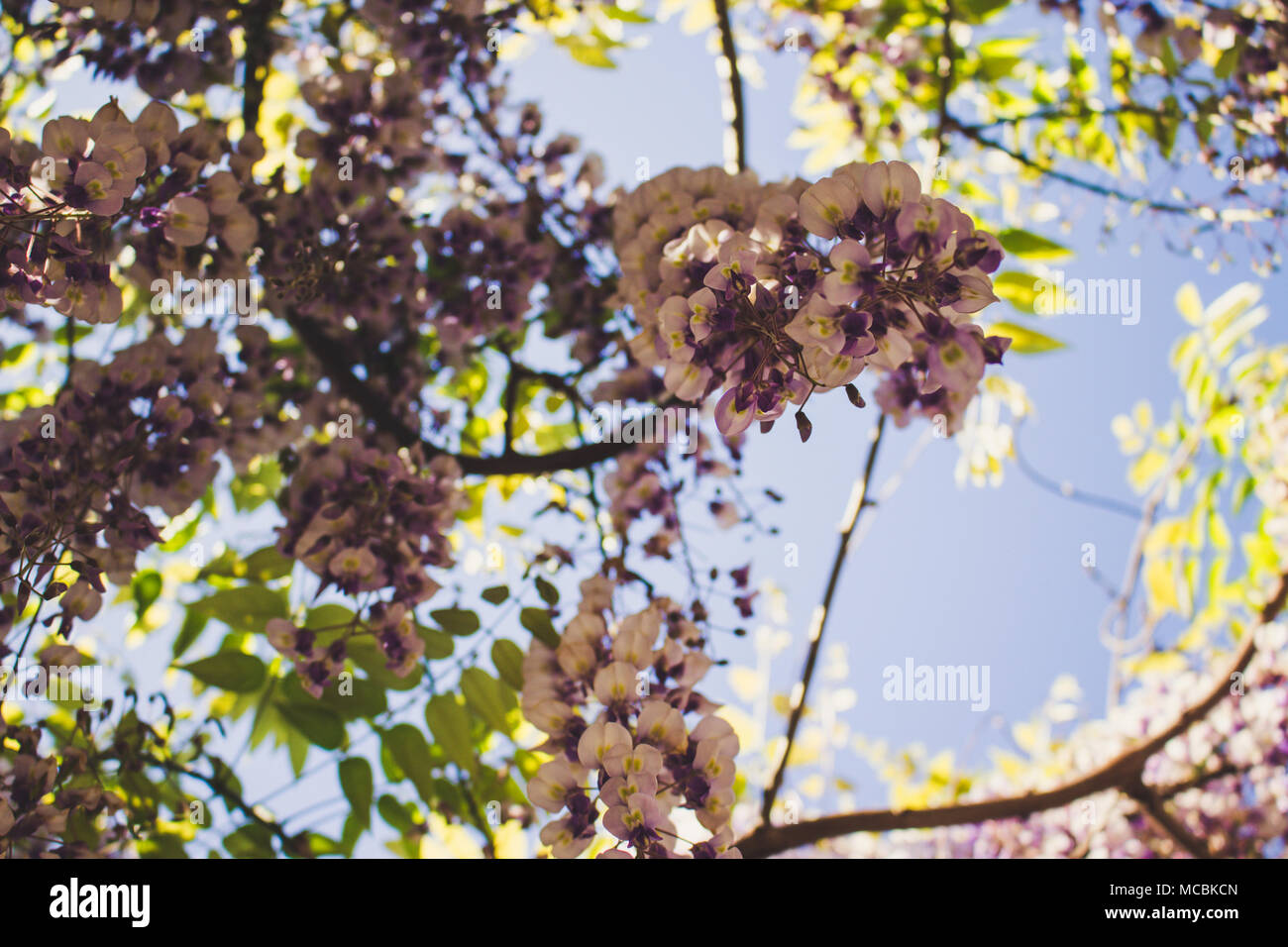 Acacia viscosa hi-res stock photography and images - Alamy