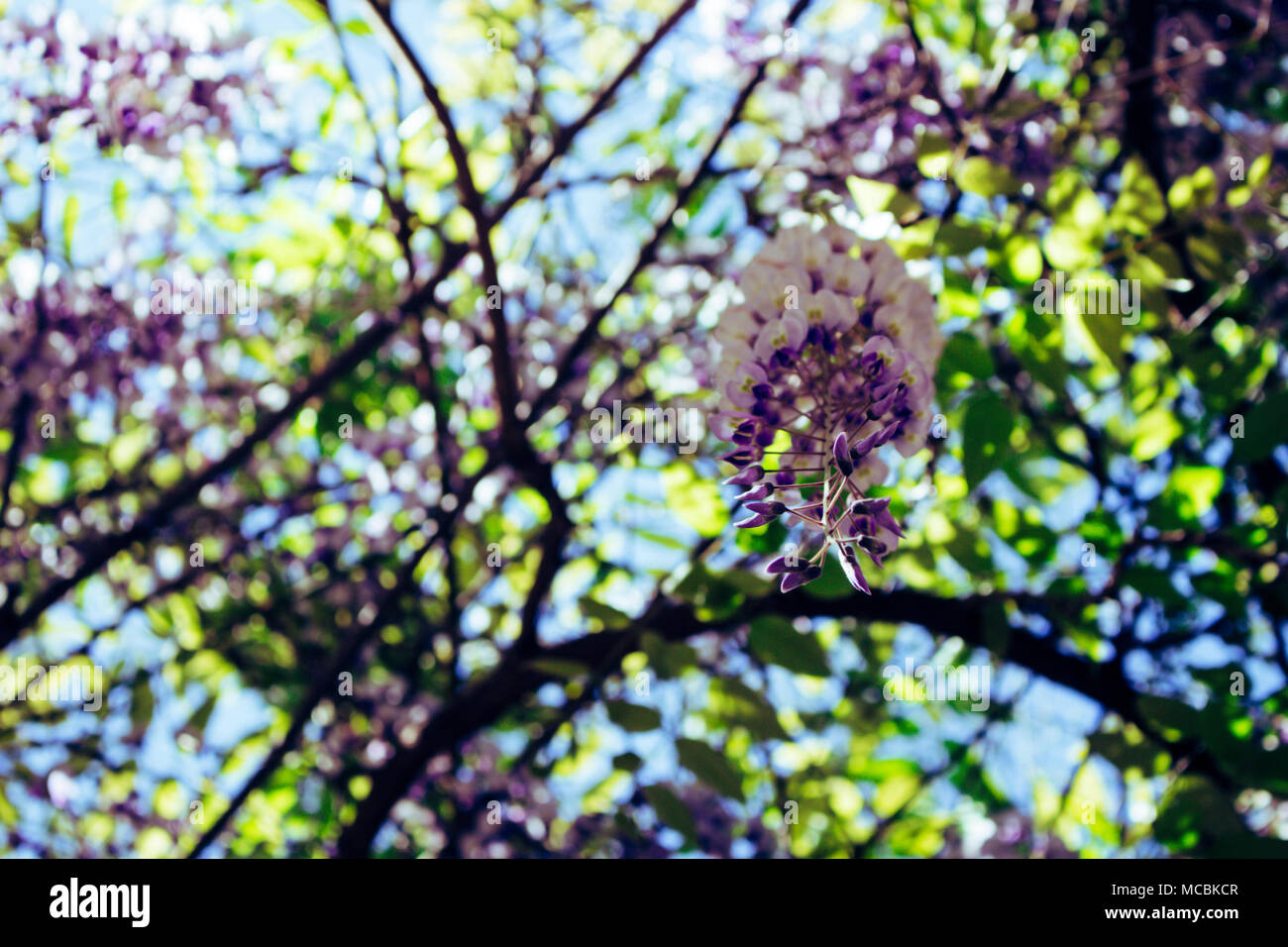 Acacia viscosa hi-res stock photography and images - Alamy