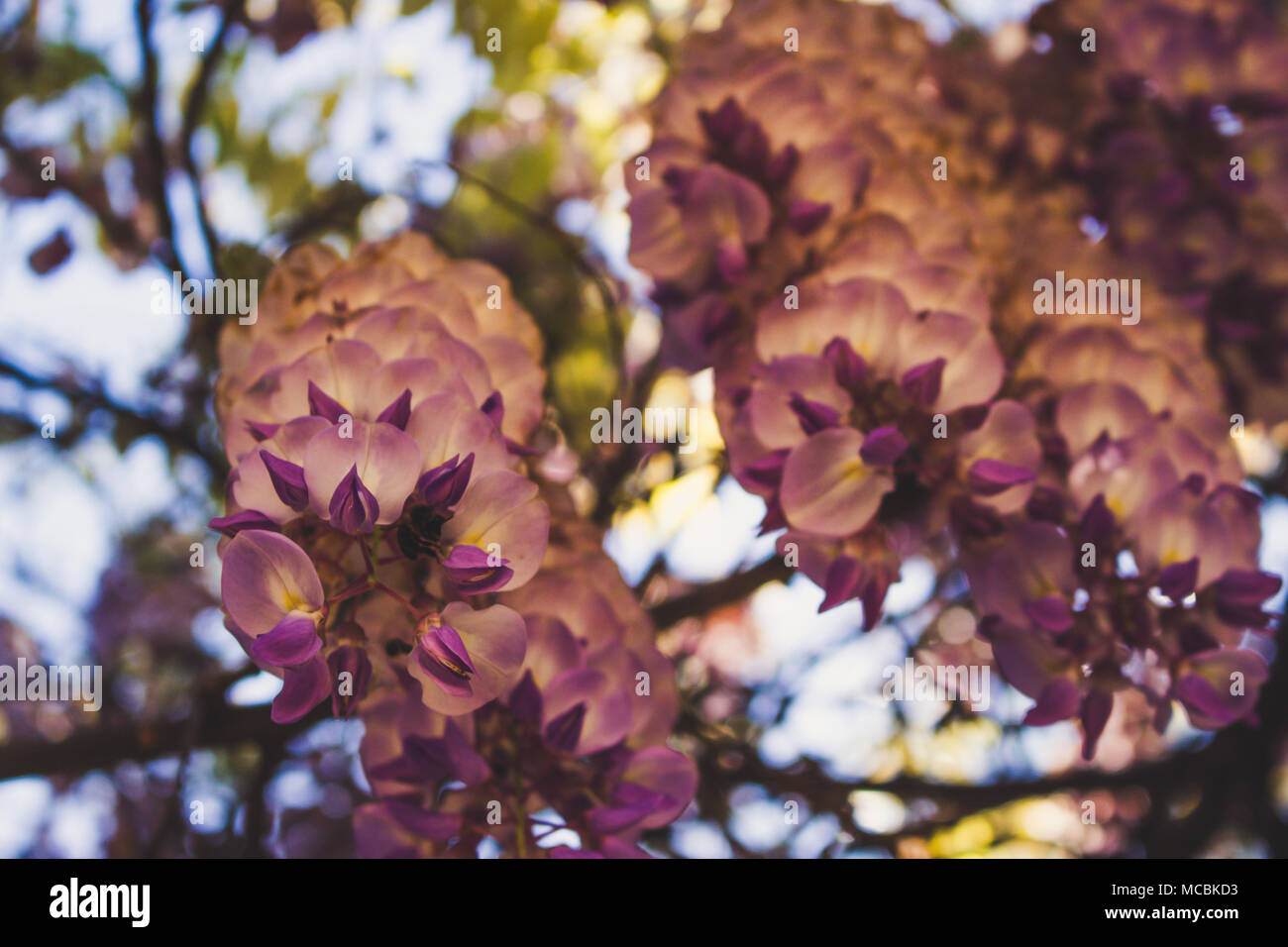 Acacia viscosa hi-res stock photography and images - Alamy