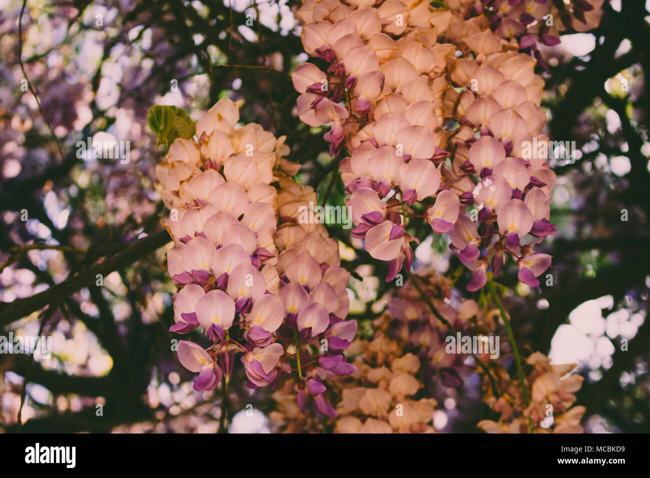 Acacia viscosa hi-res stock photography and images - Alamy